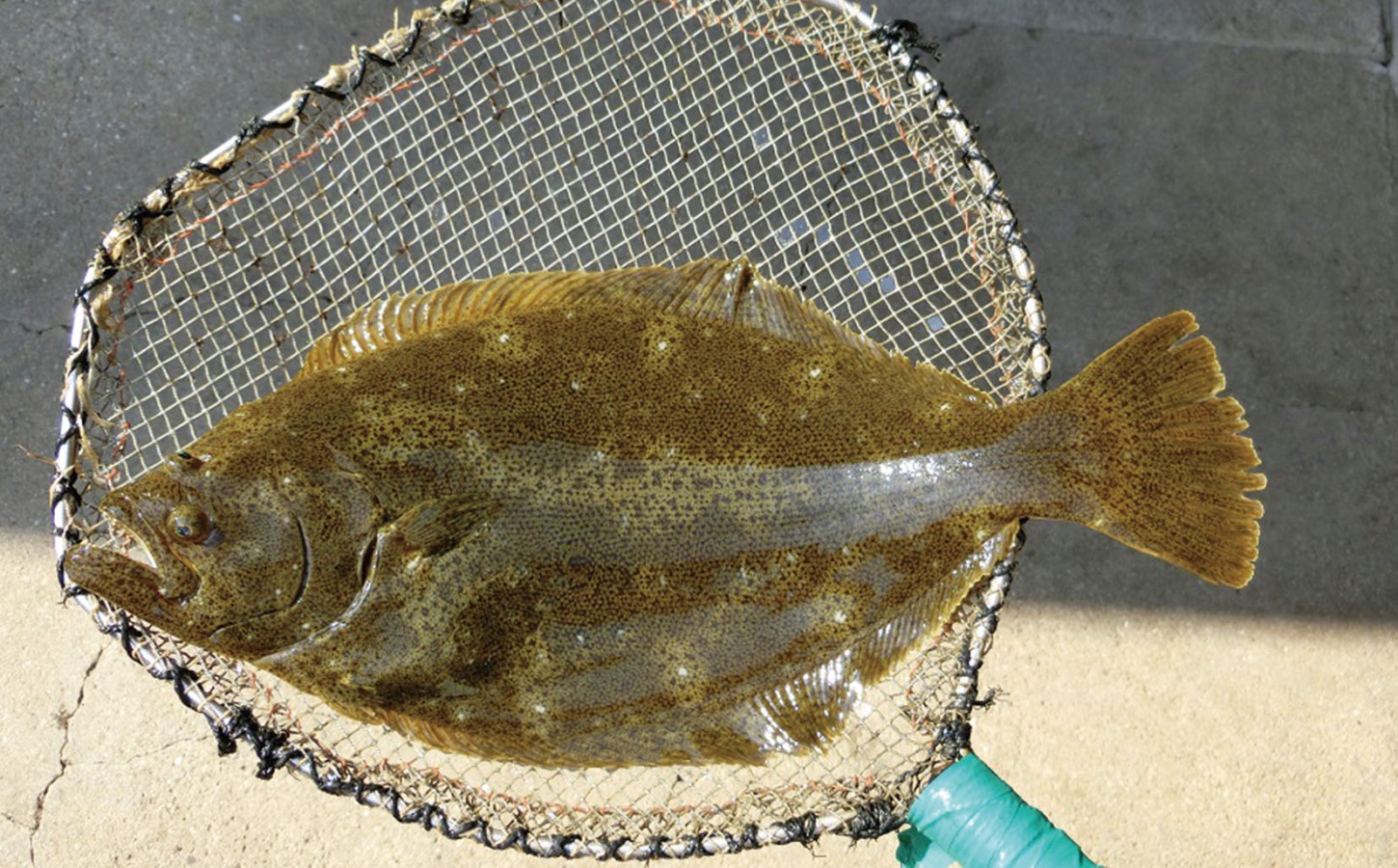 Kasado Flounder / Kasado Tiger Puffer Fish | VISIT KUDAMATSU